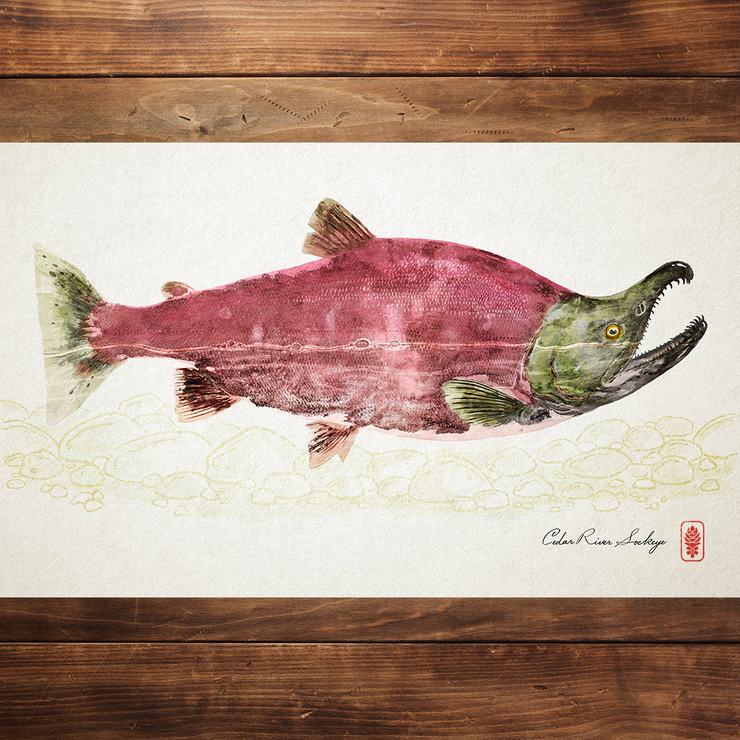 Spawning Sockeye – Pacific Gyotaku