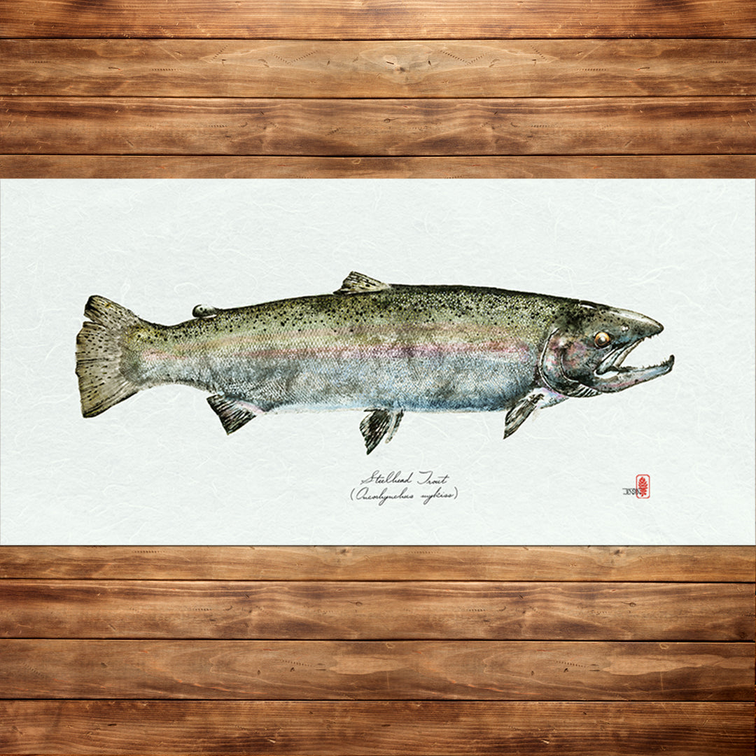 Steelhead - Full Length – Pacific Gyotaku